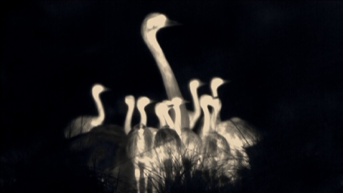 BBC Two - The Dark: Nature's Nighttime World, Amazon Flooded Forests ...