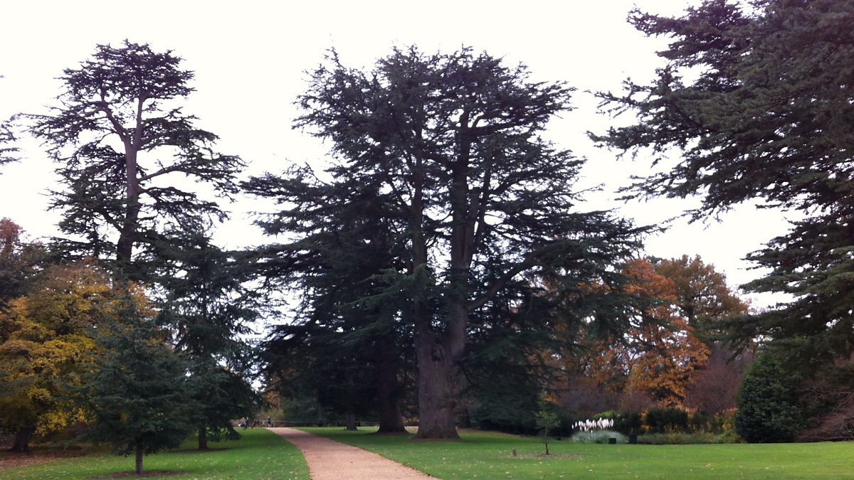 BBC Radio Solent - Julian Clegg, 11/12/2013, Wellington's tree ...