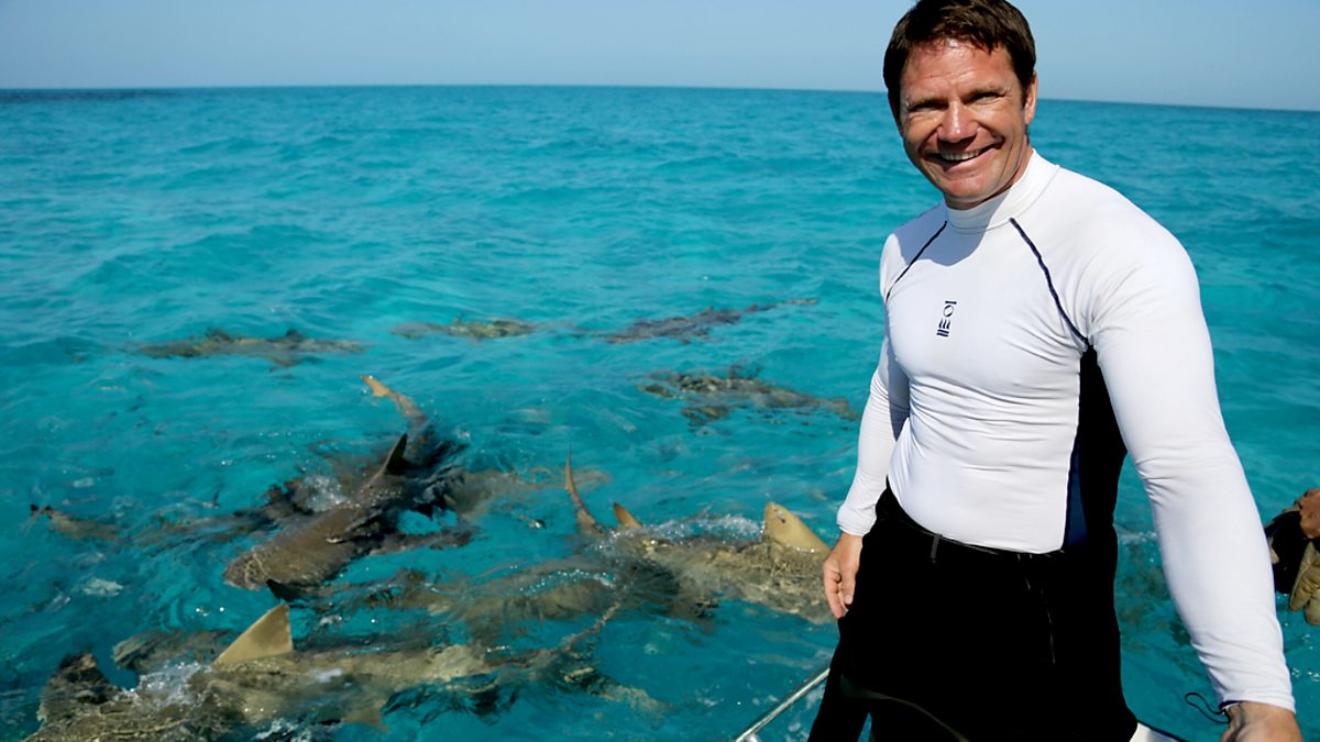 Deadly Pole to Pole - Series 1: 10. Bahamas - Audio Described - BBC iPlayer