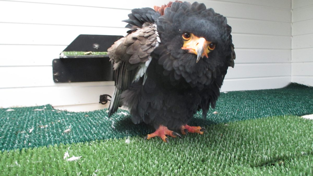 BBC Radio Scotland - Out of Doors, 14/12/2013, Pictures from 14th ...