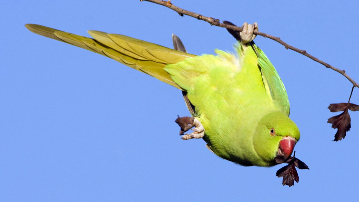 BBC Radio 4 - Tweet of the Day, Ring-Necked Parakeet
