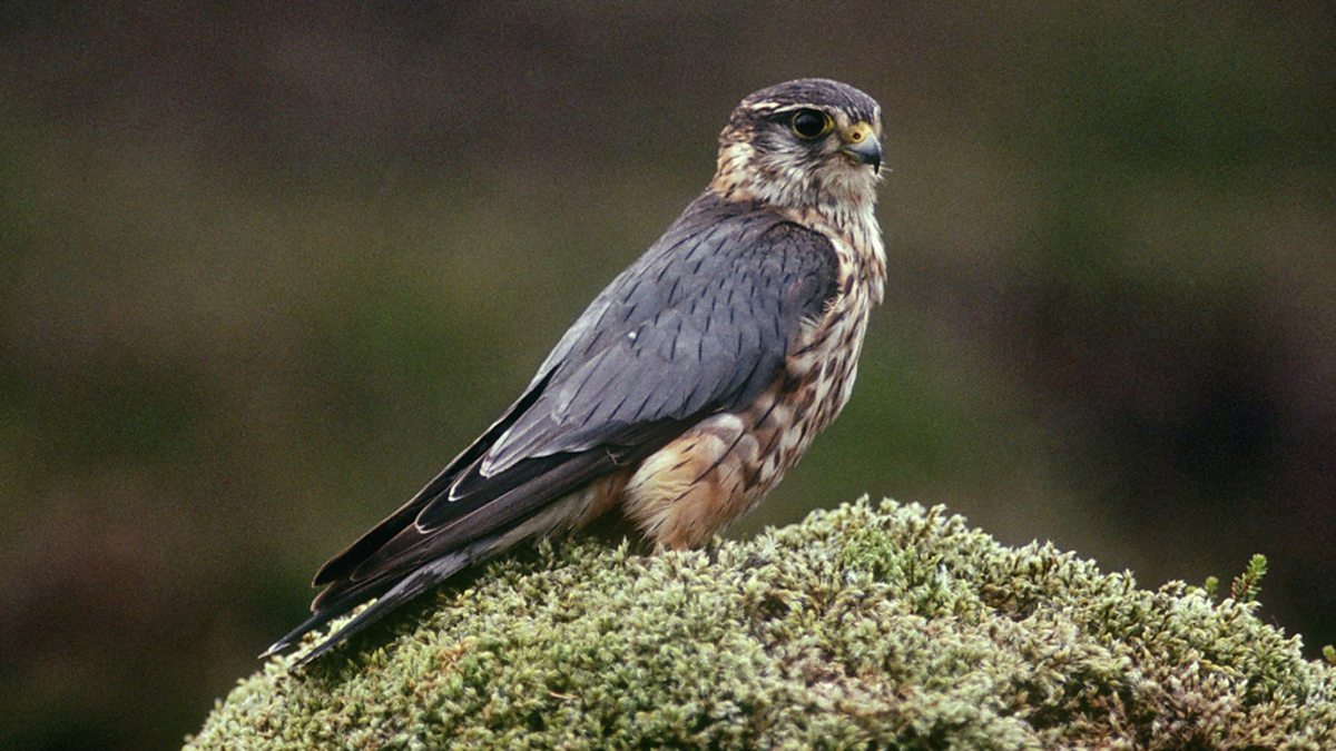 BBC Radio 4 - Tweet of the Day, Merlin