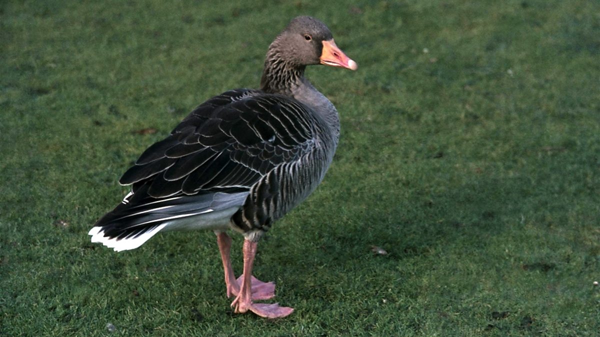 BBC Radio 4 - Tweet of the Day, Greylag Goose