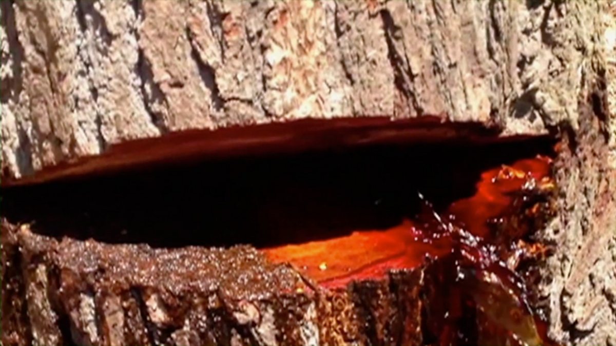 BBC Two - Nature's Weirdest Events, Series 3, Episode 2, Bleeding trees