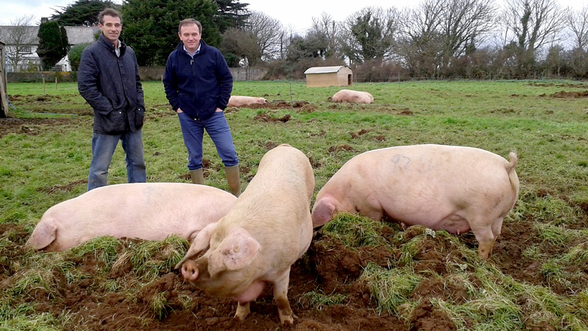 BBC Radio 4 - On Your Farm, The Politician and the Pigs