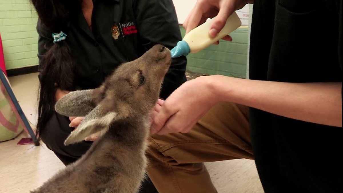 BBC One - Wanted Down Under, Series 8, Cleary Family, The Cleary Family