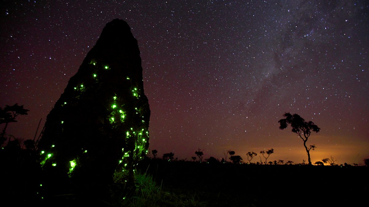 BBC Two - Spectacular glow worm phenomena in Brazil’s cerrado - Wild ...