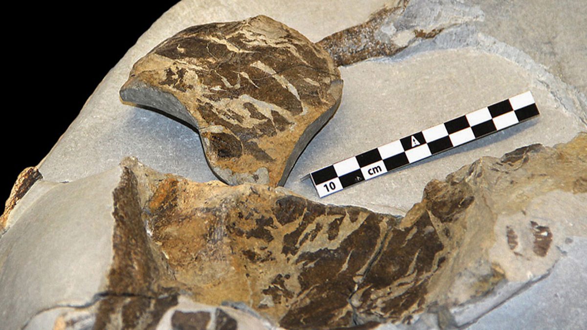 BBC World Service - Science In Action, Colour of Ancient Reptiles