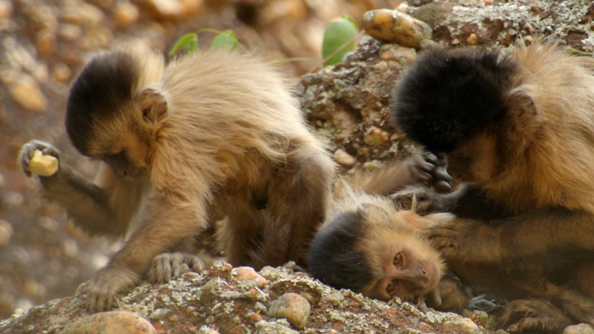 BBC Two - Wild Brazil, Enduring the Drought, Rocky requirements
