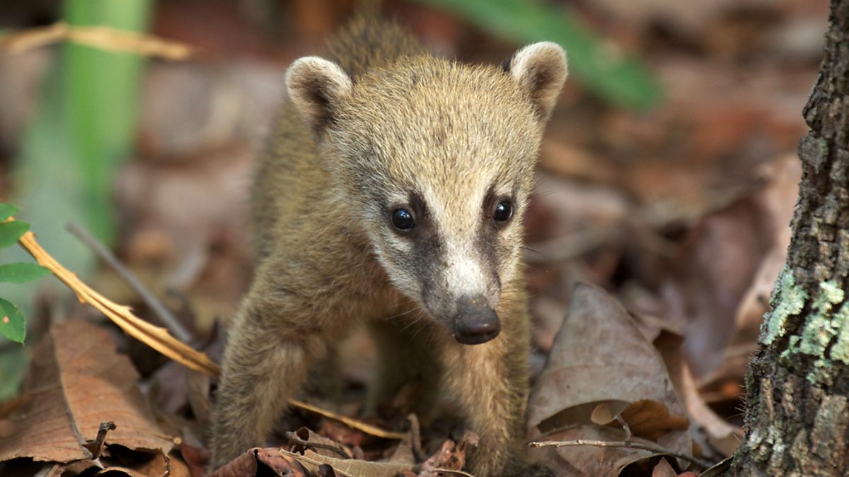 BBC Two - Coati baby - Wild Brazil, A Dangerous World - In pictures ...