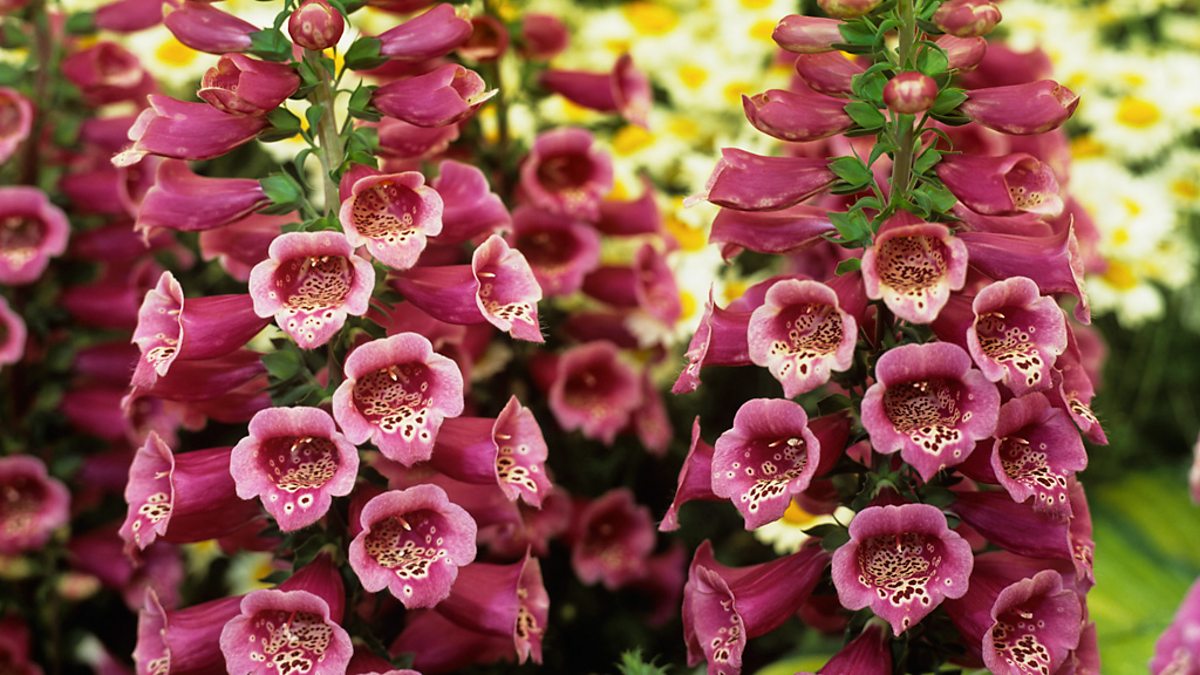 BBC Radio 4 Gardeners Question Time Wiltshire BBC Radio 4 Gardeners Question Time Wiltshire