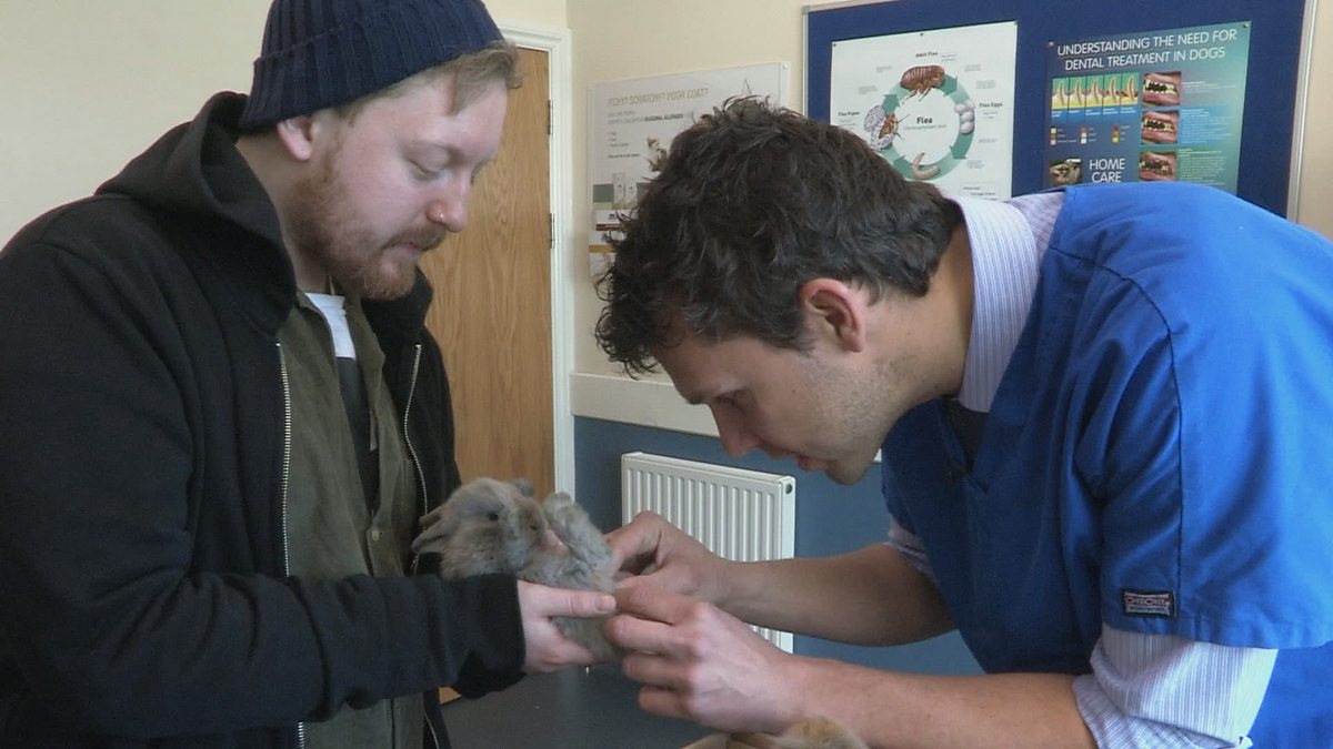 BBC One - Vets 24/7, Series 3, Episode 2, Boy or Girl Bunnies?