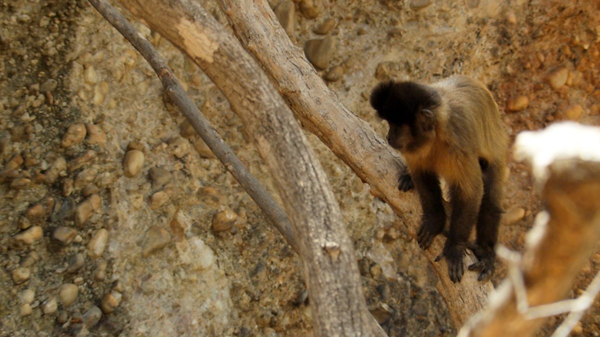 BBC Two - Wild Brazil, A Dangerous World, Rat attack