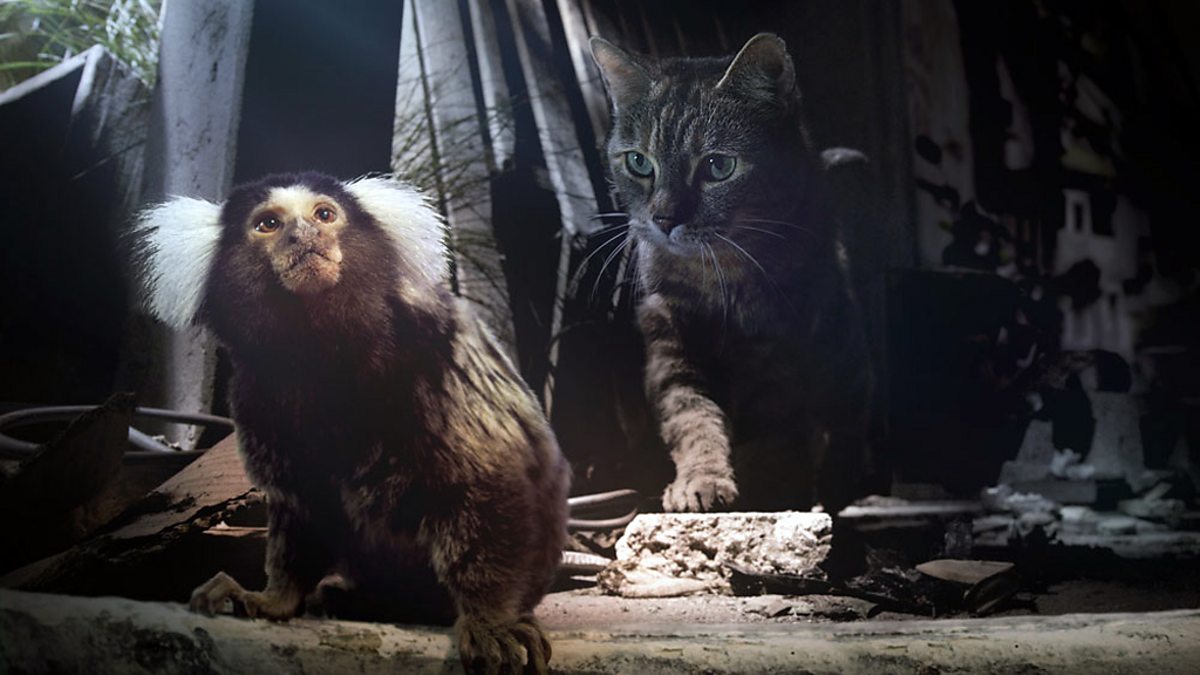 BBC One - Alley cat - Hidden Kingdoms, Urban Jungles - In pictures ...