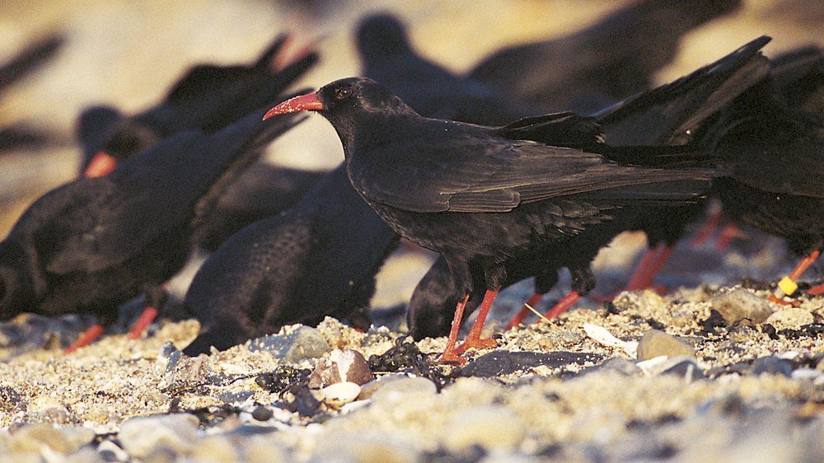 BBC Radio 4 - Tweet of the Day, Chough