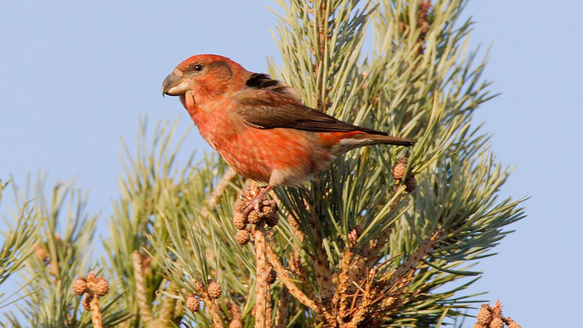 BBC Radio 4 - Tweet of the Day, Parrot Crossbill