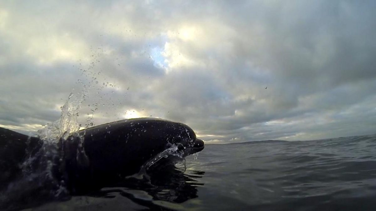 BBC Two - Winterwatch, Harbour dolphins