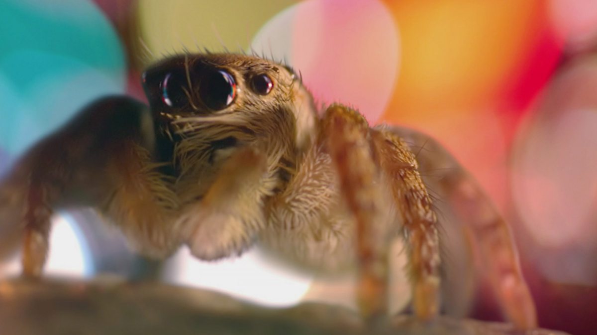 BBC One - Hidden Kingdoms, Urban Jungles, Green is for go