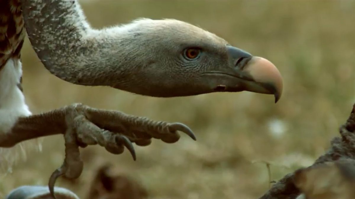 BBC Two - Natural World, 2013-2014, Vultures: Beauty in the Beast ...