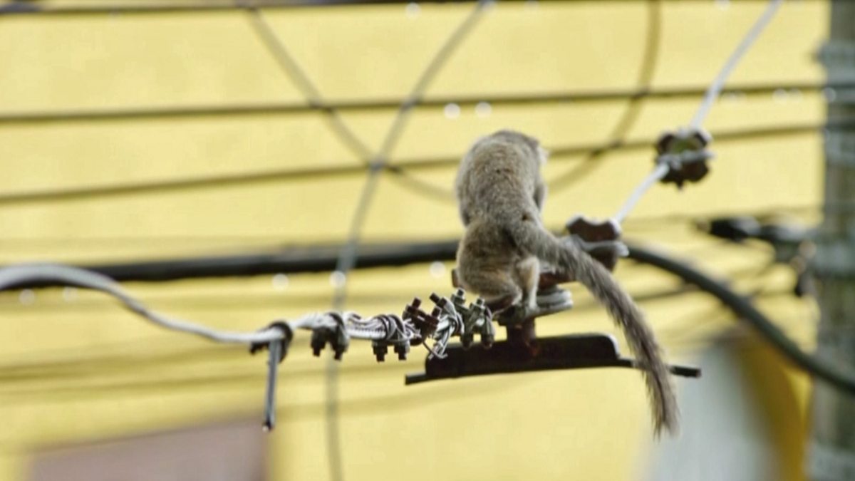 BBC One - Hidden Kingdoms, Urban Jungles, Making of: Monkey business