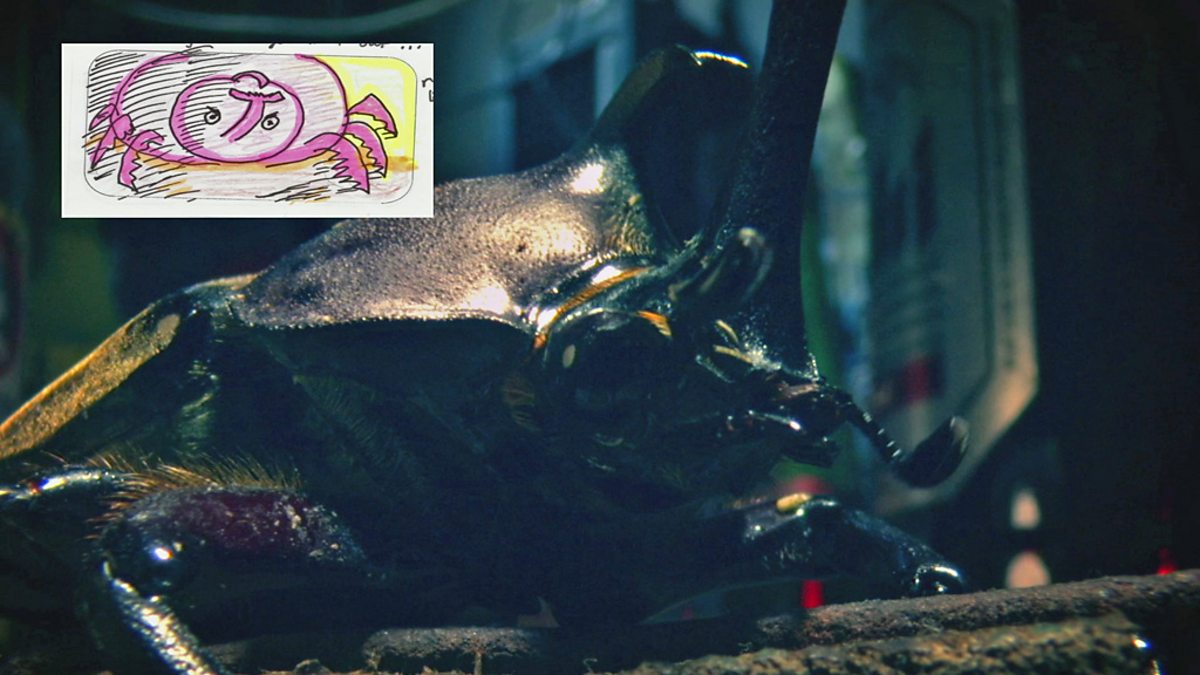 BBC One - Hidden Kingdoms, Urban Jungles, Web exclusive: Storyboarding ...