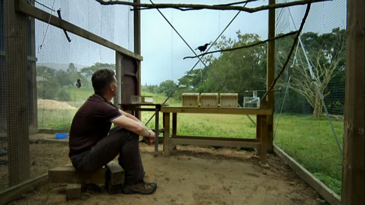 BBC Two - Inside the Animal Mind, The Problem Solvers, Are crows the ...