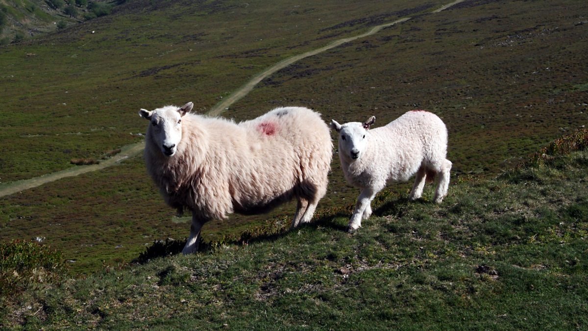 BBC Radio Cymru - Byd Amaeth - Cysylltwch â Byd Amaeth