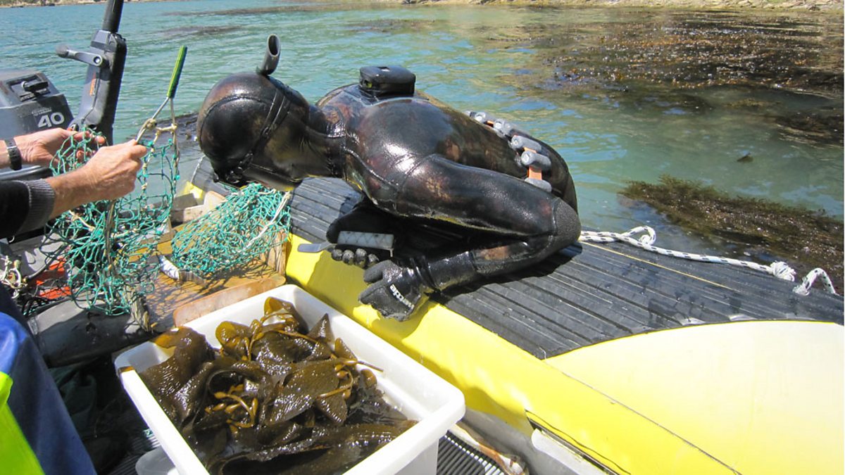 BBC World Service - Discovery, Saving the Oceans - Part Two