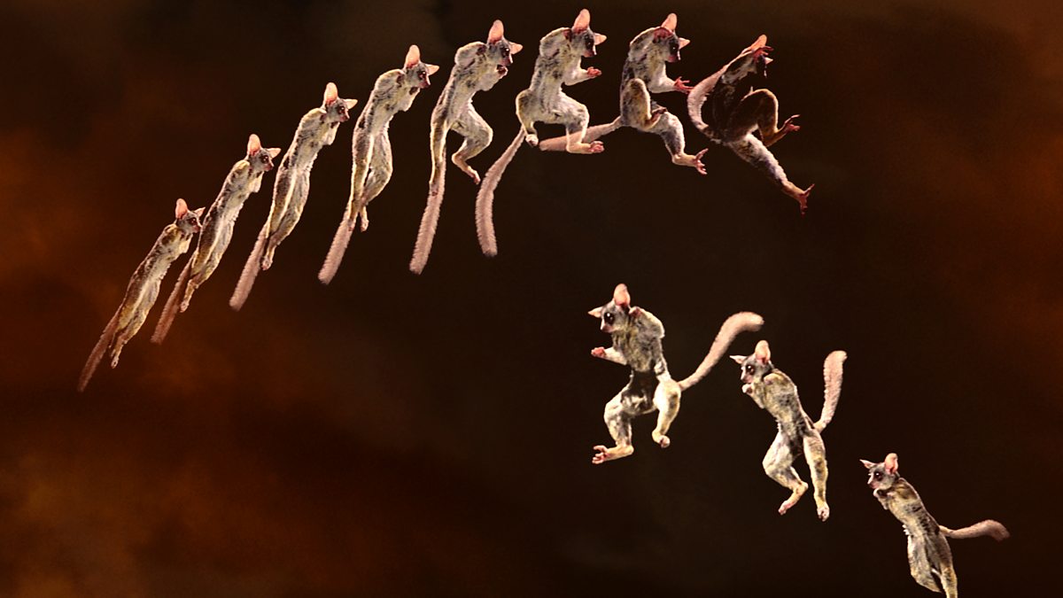 BBC Four - Weird Nature, Marvellous Motion - Clips