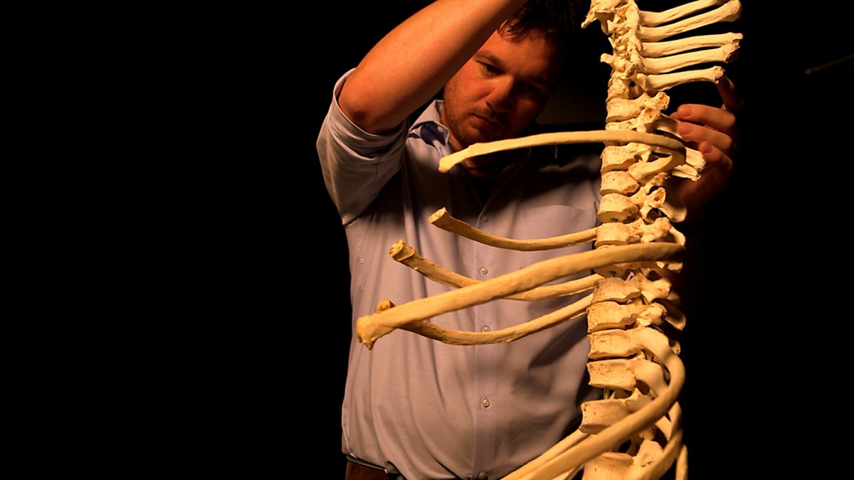BBC Four - Gorilla spine - Secrets of Bones, Down to Earth - In ...