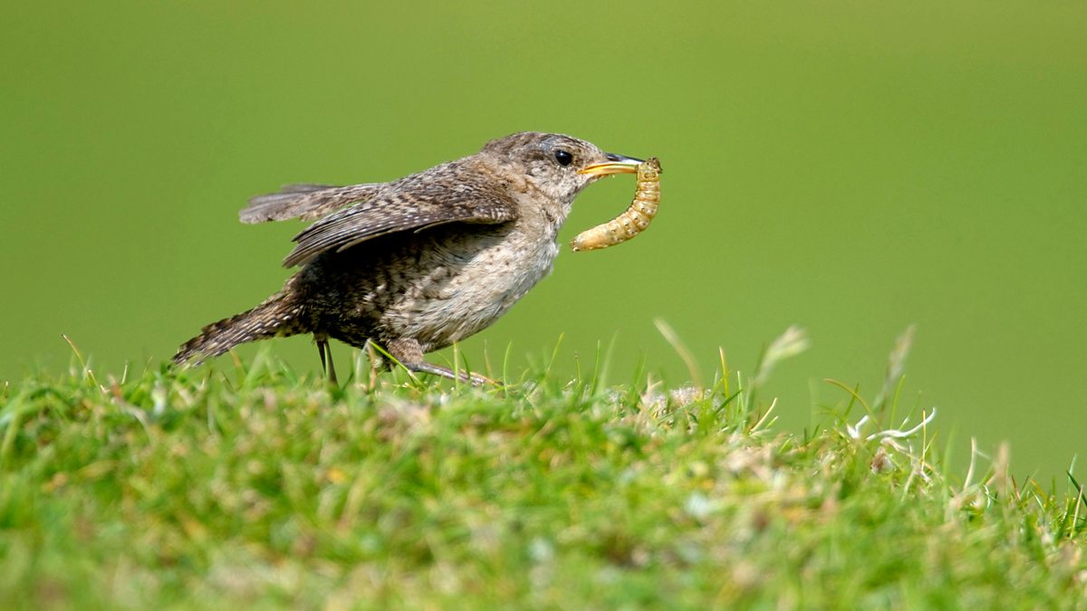 BBC Radio 4 - Tweet of the Day, St Kilda Wren