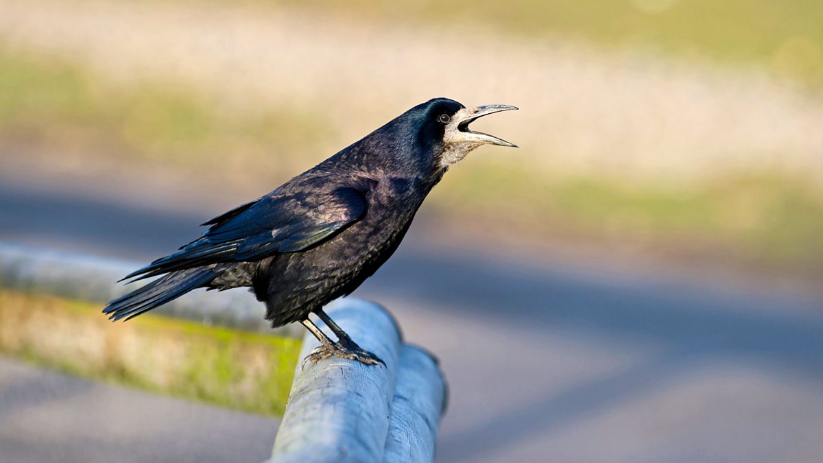 BBC Radio 4 - Tweet of the Day, Rook