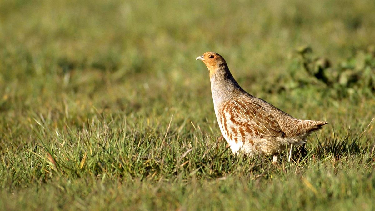 BBC Radio 4 - Tweet of the Day, Grey Partridge