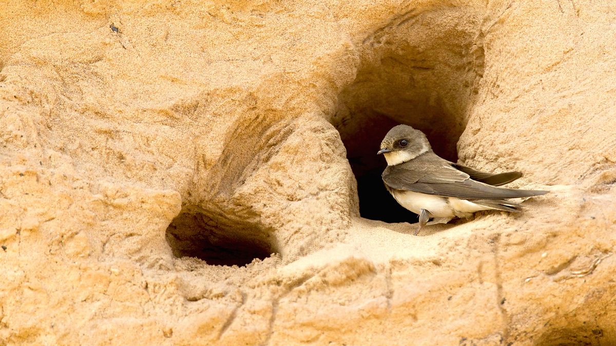 BBC Radio 4 - Tweet of the Day, Sand Martin