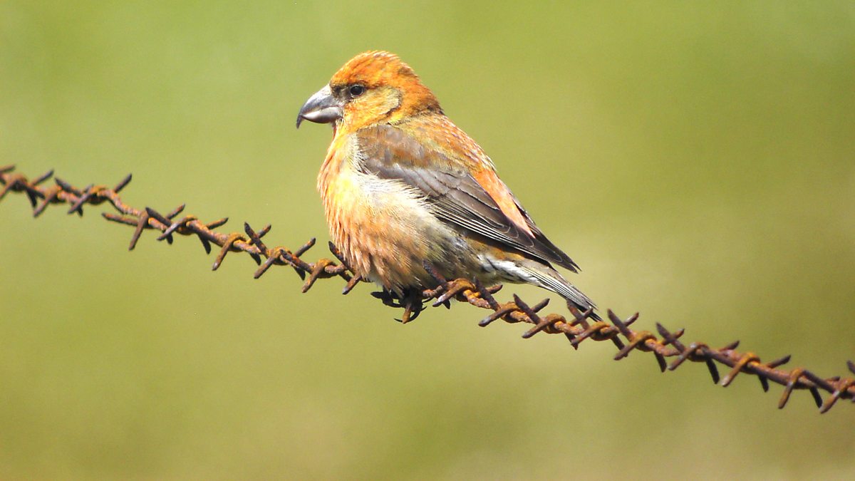 BBC Radio 4 - Living World, Crossbills