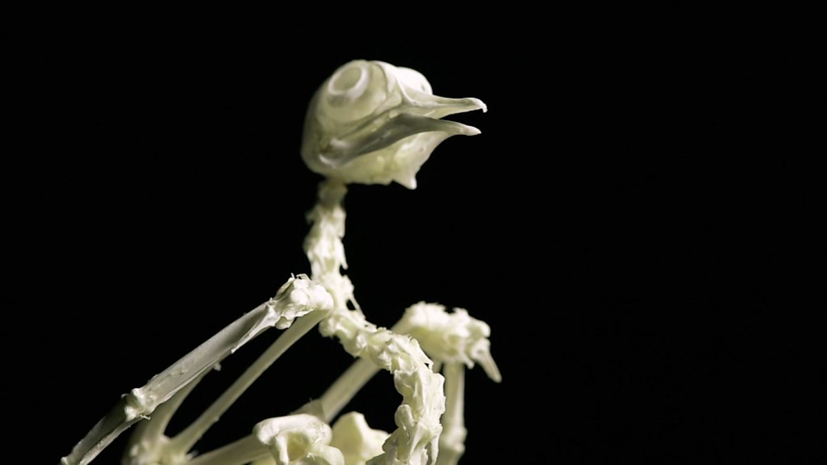 BBC Four - Secrets of Bones, Into the Air, Vertical take-off