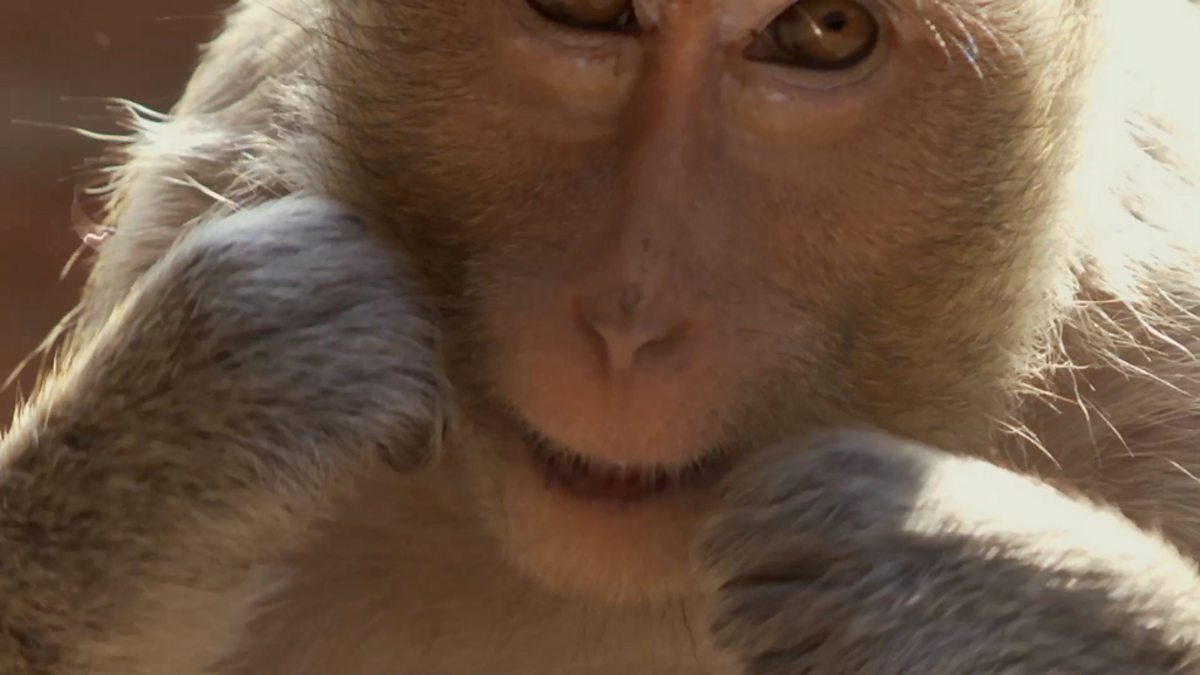 BBC One - Monkey Planet, Master Minds, A monkey guide to dental hygiene