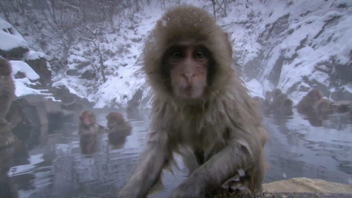 BBC One - Monkey Planet, Family Matters, Celebrity monkeys