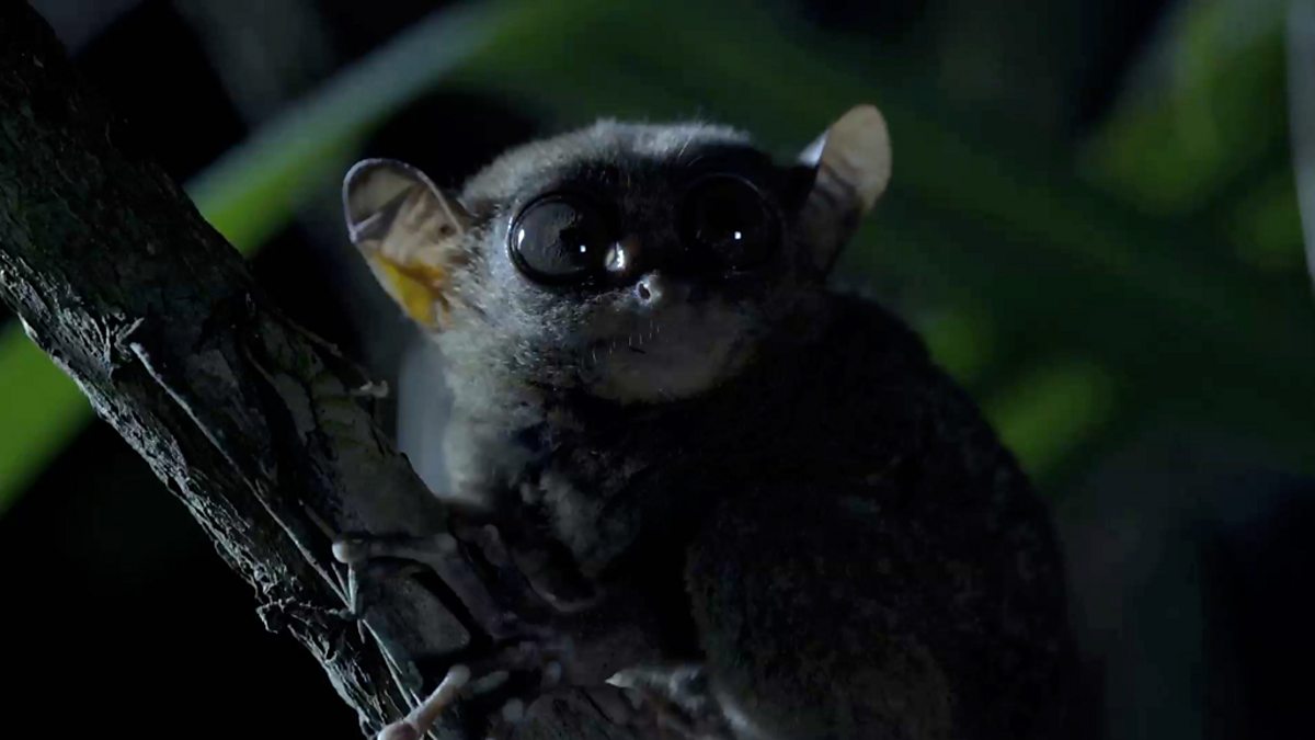 BBC One - Monkey Planet, Meet the Family, Spring loaded ambush predator