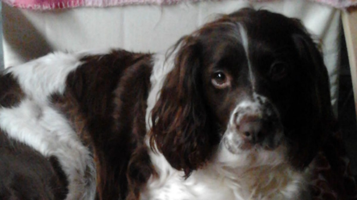 BBC Radio 5 Live - 5 Live Drive, 'Hero' dog saves owner's life