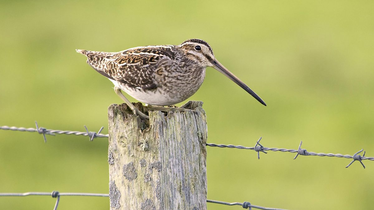 BBC Radio 4 - Tweet of the Day, Snipe: Tx: 04/April/2014, BBC Radio 4