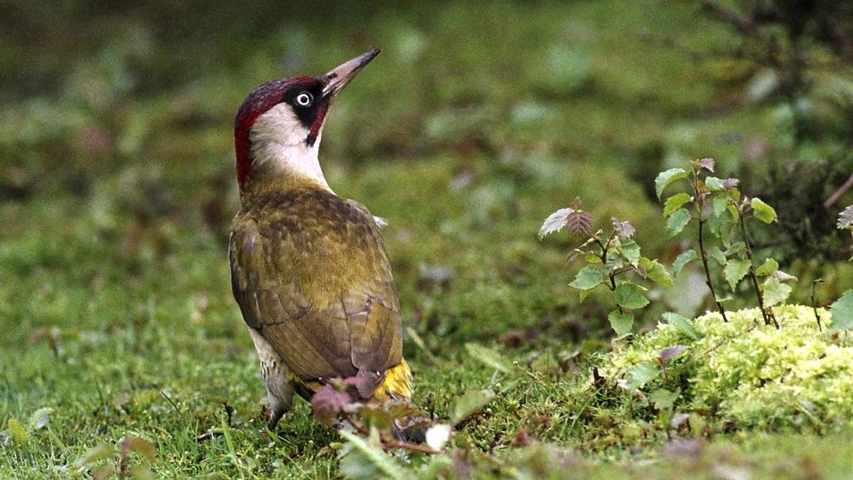 BBC Radio 4 - Tweet of the Day, Green Woodpecker