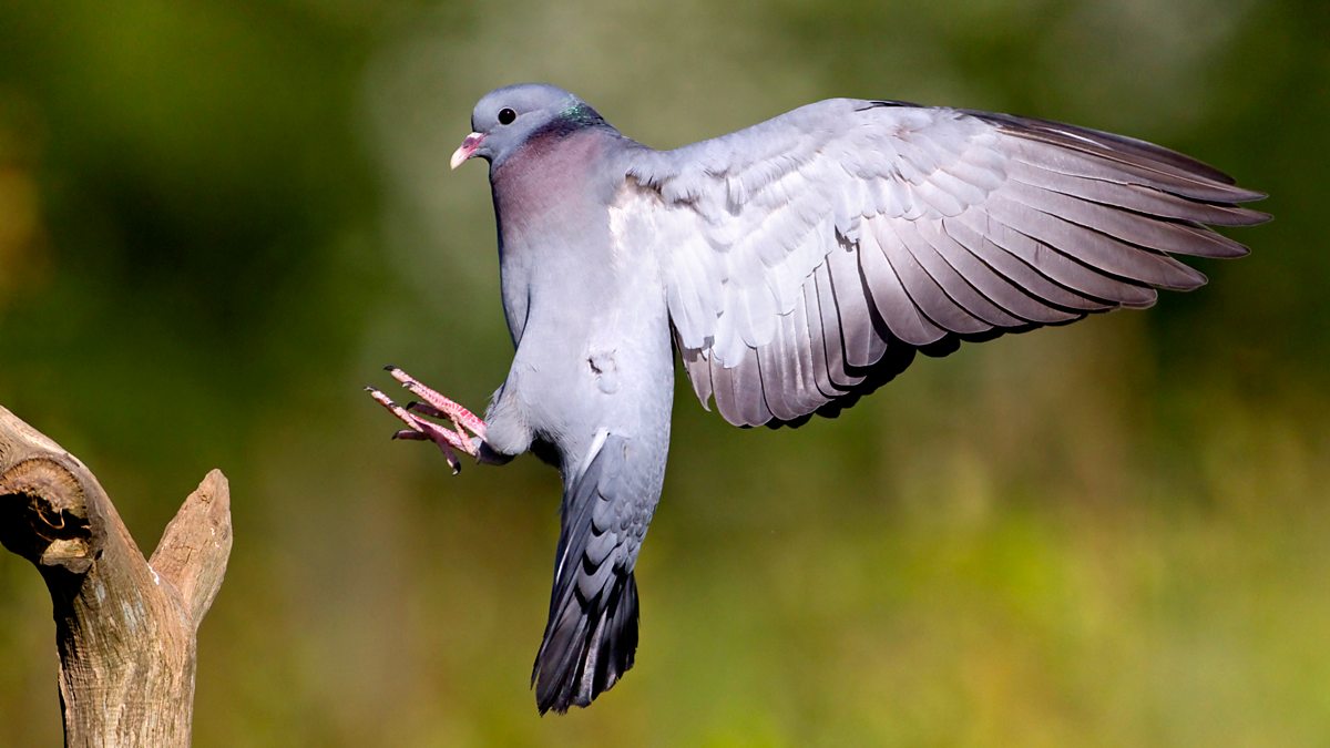 BBC Radio 4 - Tweet of the Day, Stock Dove