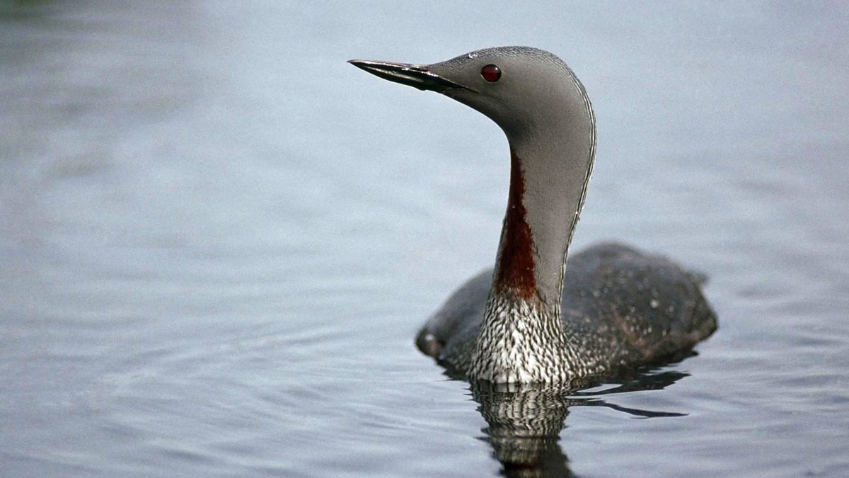 BBC Radio 4 - Tweet of the Day, Red-throated Diver