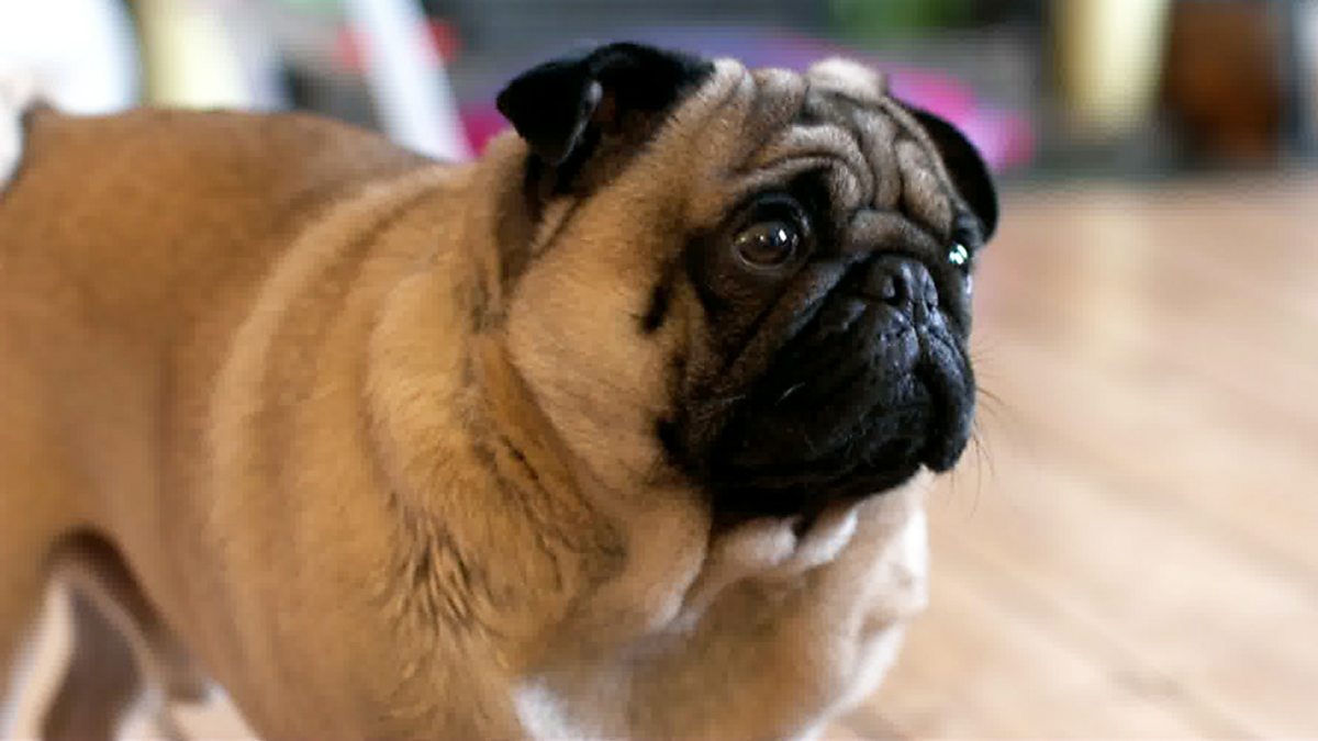 BBC Four - Secret Knowledge, Hogarth - One Man and His Pug, Why Pugs?