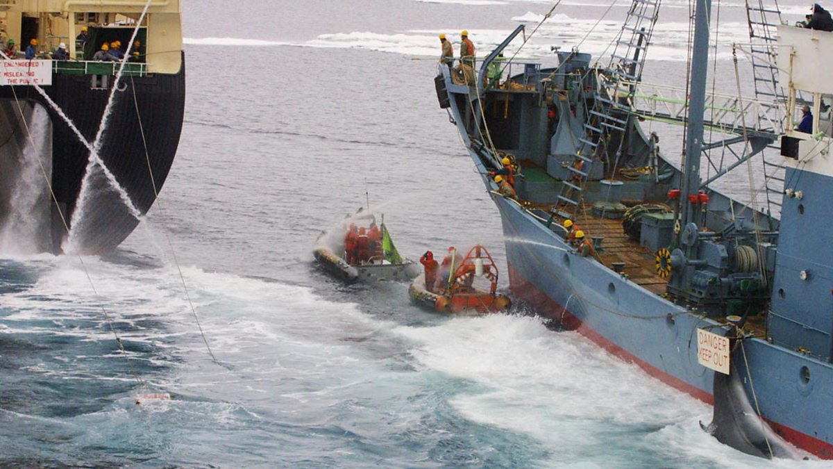 BBC World Service - Science In Action, Japanese Whaling Ban