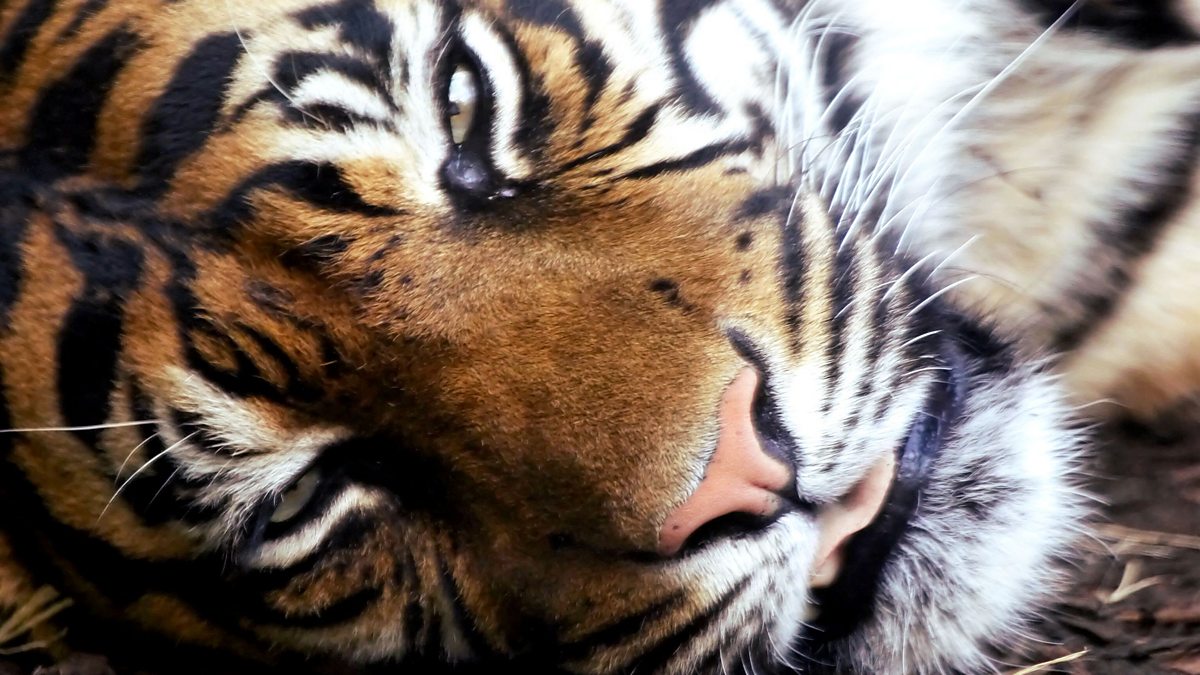 BBC Radio 4 - The Digital Human, Series 5, Whispers