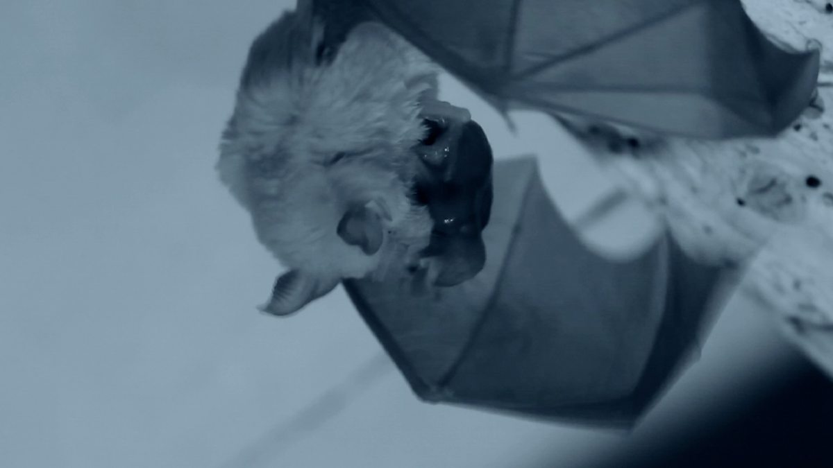 BBC Two - Natural World, 2014-2015, France: The Wild Side, Bat Birth