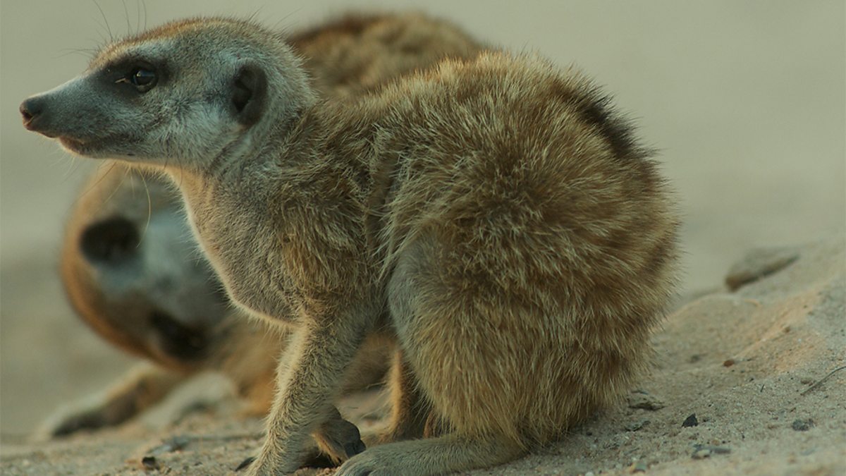 BBC Two - Natural World, 2013-2014, Meerkats: Secrets of an Animal ...