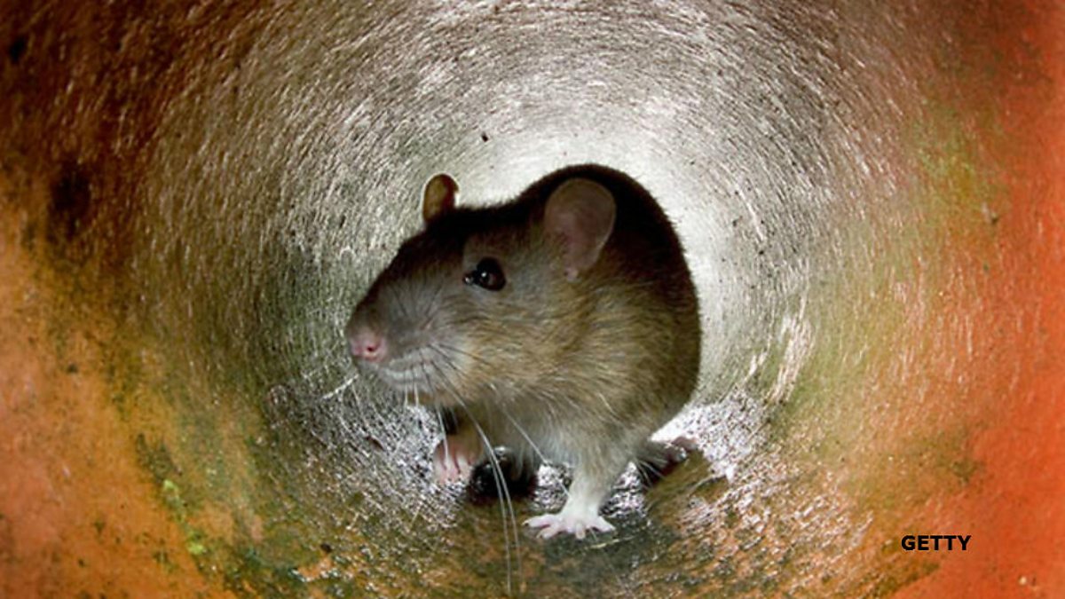 BBC Radio 5 Live - 5 Live In Short, Super Rats, are they myth or reality?